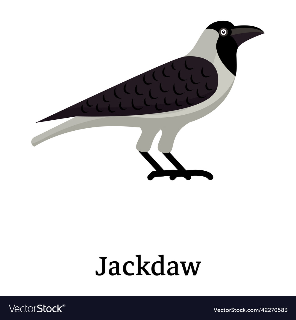 Jackdaw Royalty Free Vector Image - VectorStock