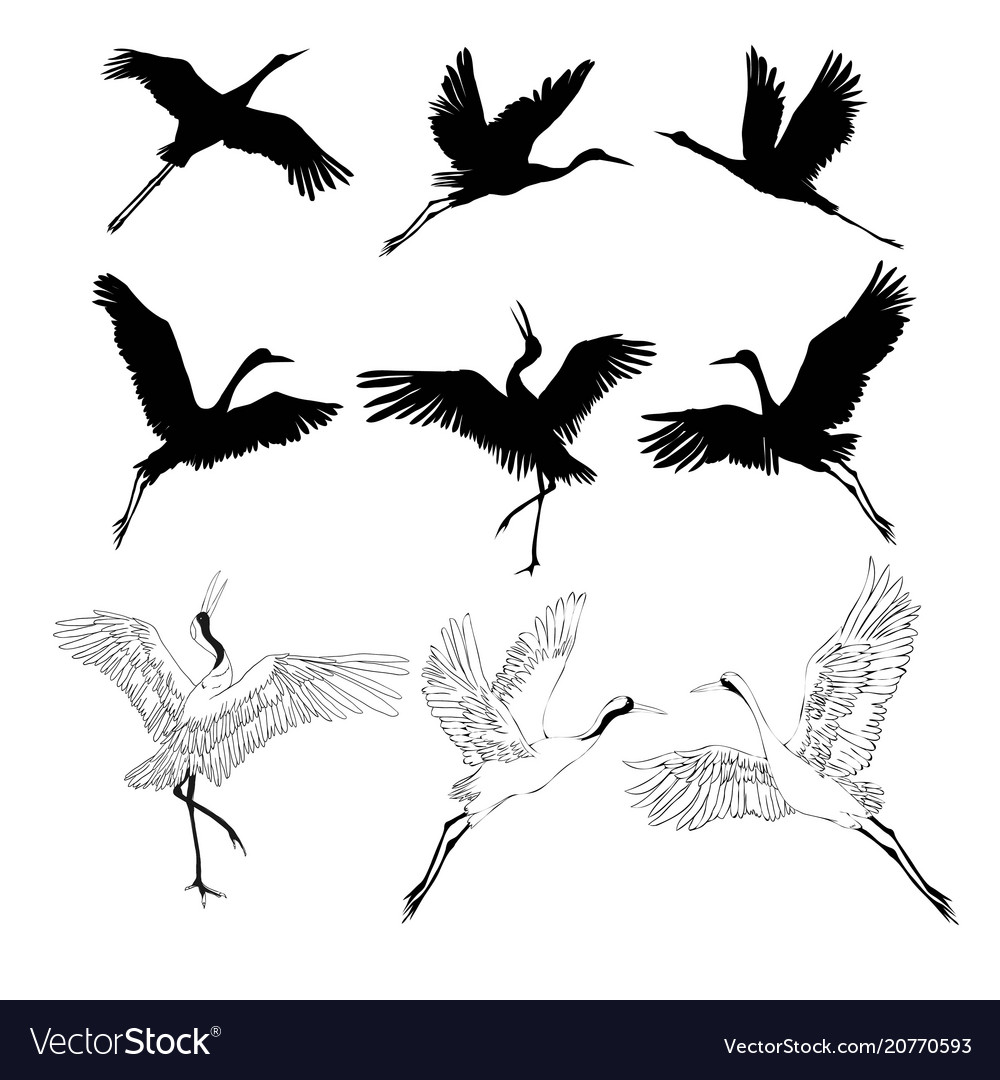 Wild birds in flight animals in nature or in the Vector Image