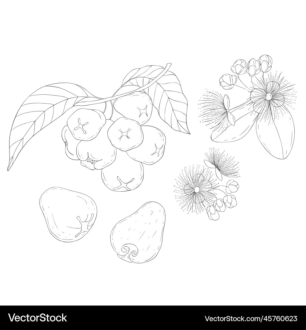 Line art rose apple branch and blossom elements Vector Image