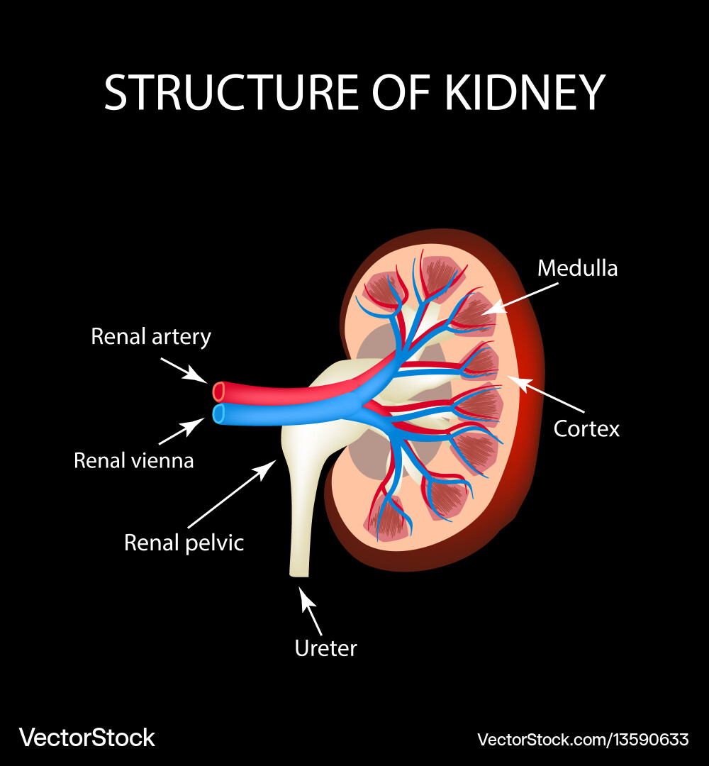 Anatomical structure of kidney on a black Vector Image