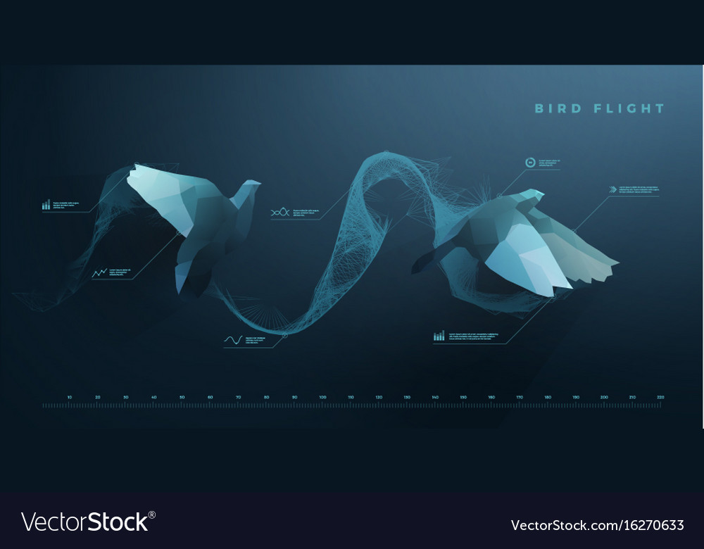 Bird flight Royalty Free Vector Image - VectorStock