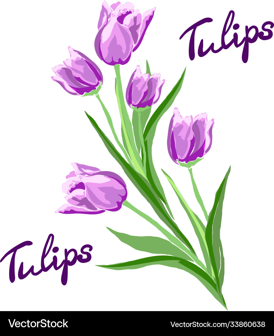 Bouquet purple tulips Royalty Free Vector Image