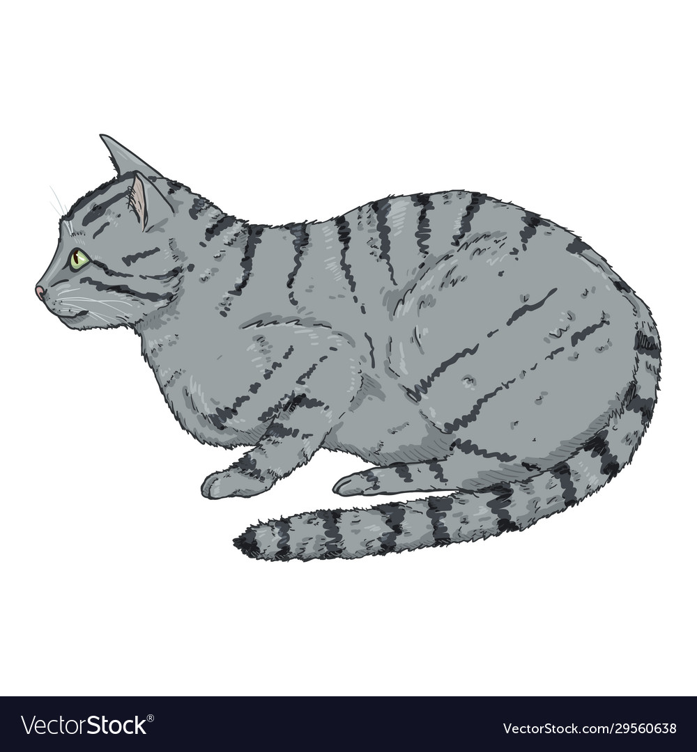 Gray striped cat Royalty Free Vector Image - VectorStock