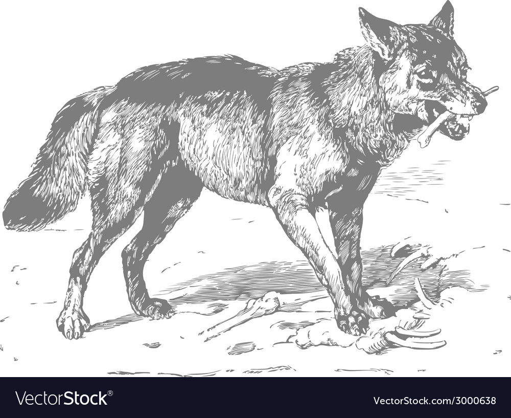 Wolf Royalty Free Vector Image - VectorStock