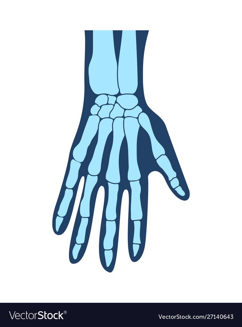 Bones hands hand structure Royalty Free Vector Image