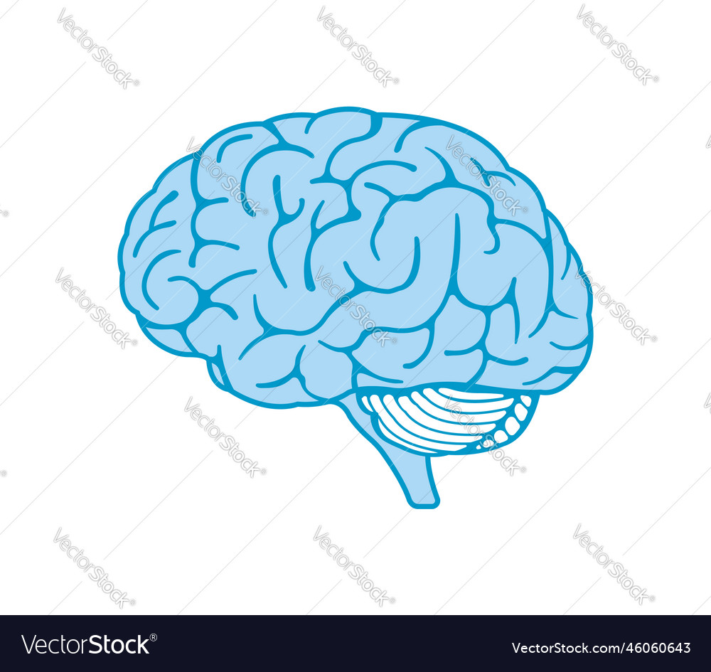 Human brain Royalty Free Vector Image - VectorStock