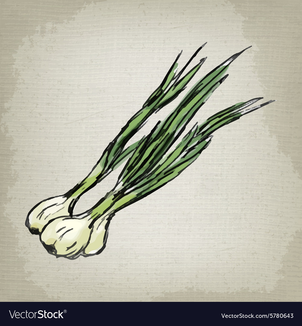 Spring onion Royalty Free Vector Image - VectorStock
