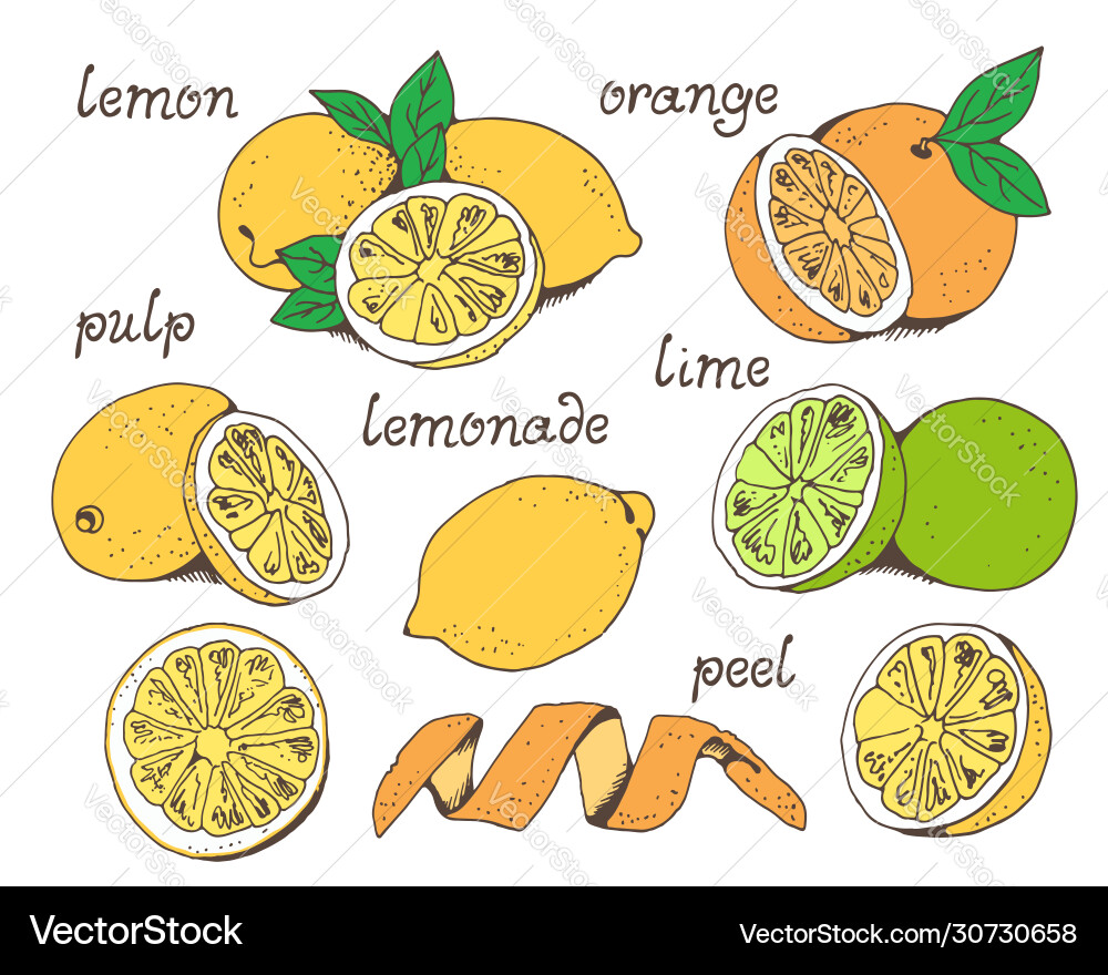 Lemons and oranges fruit set lime citrus Vector Image