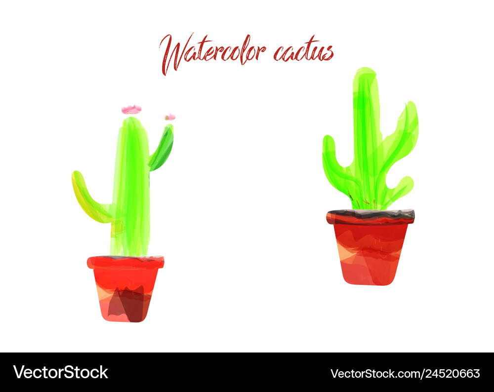Cactus isolated on white background watercolor Vector Image