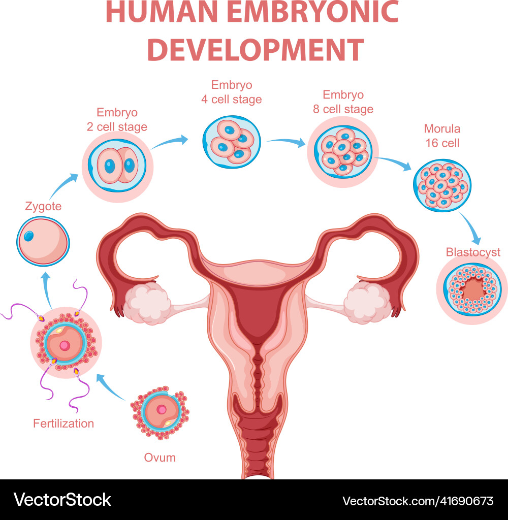 Human embryonic development in infographic Vector Image