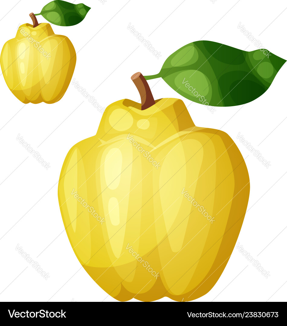 Quince fruit cartoon icon isolated Royalty Free Vector Image