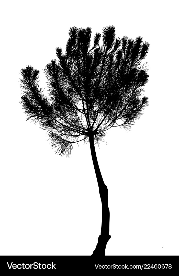 Drawing of the tree on white background Royalty Free Vector