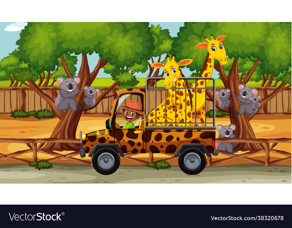 Safari scene with two giraffes in a cage car Vector Image