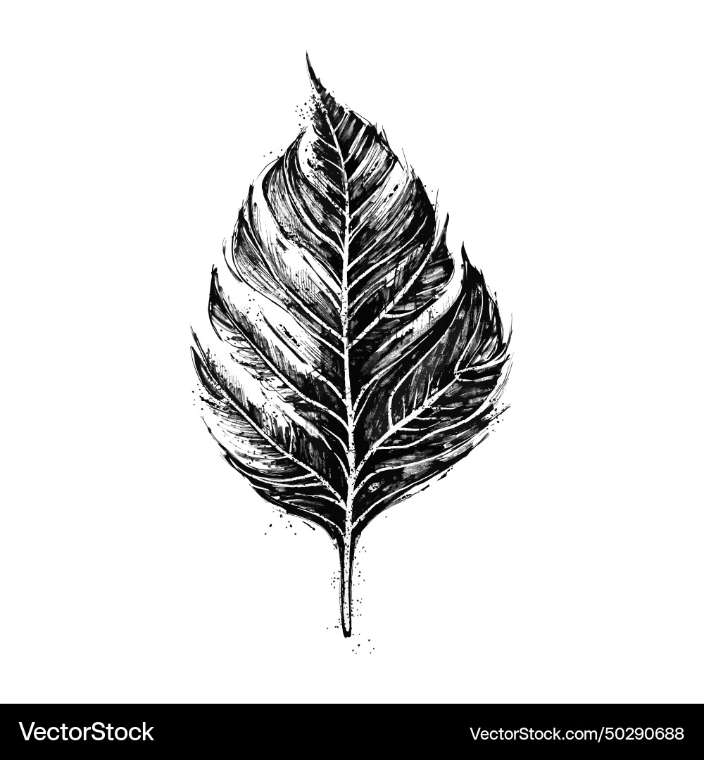 Hand drawn leaf ink sketch isolated on white Vector Image