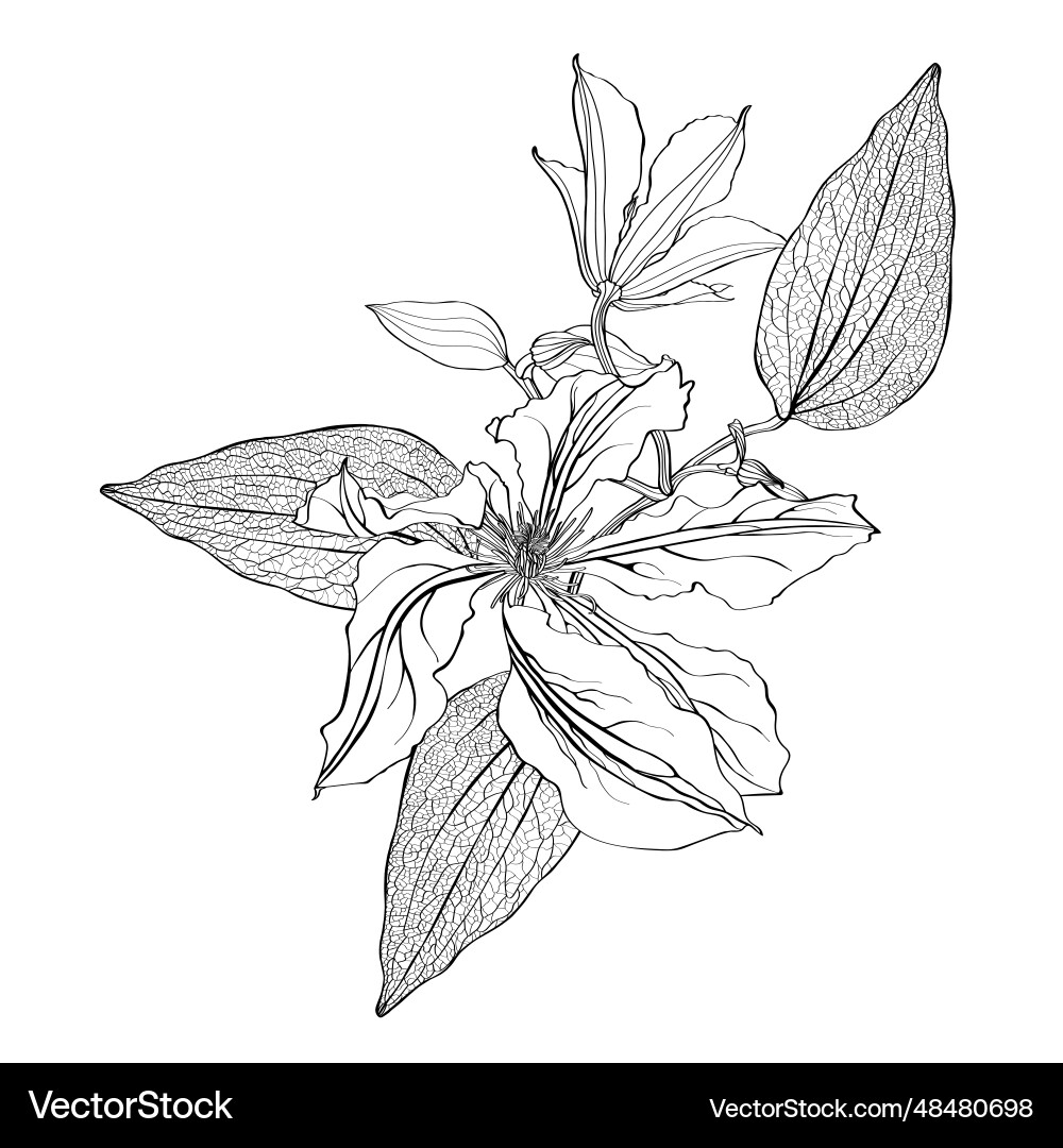 Black and white line of clematis flow Royalty Free Vector