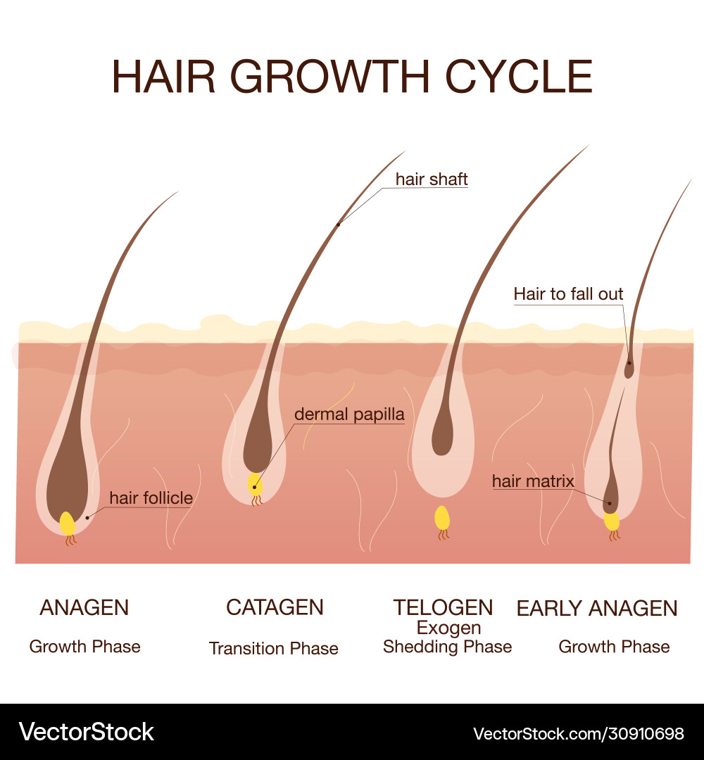 Hair growth phase step stepstages hair Royalty Free Vector