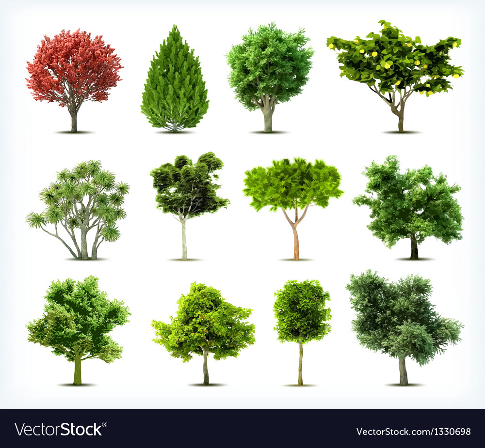 Set of trees isolated Royalty Free Vector Image Set of trees isolated Royalty Free Vector Image