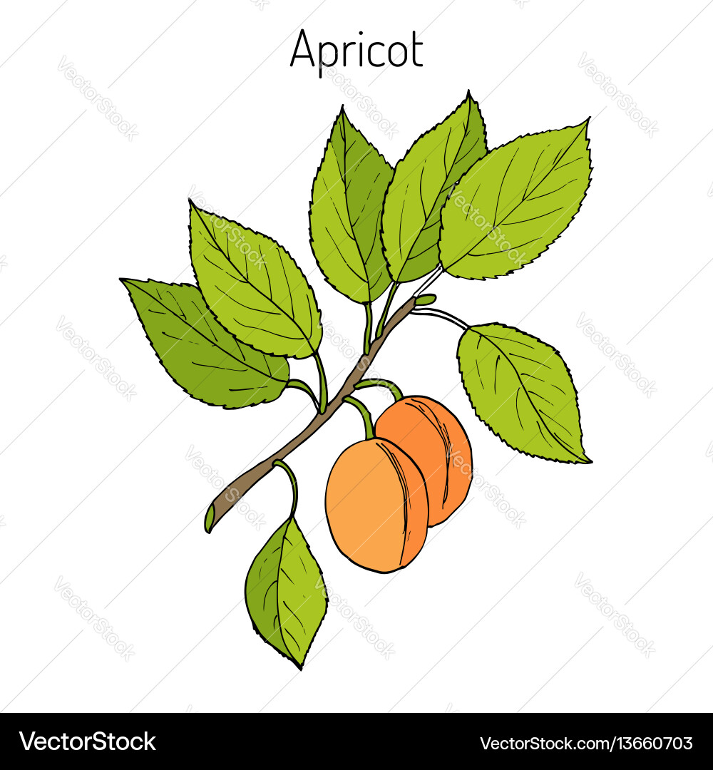 Apricot hand drawn branch Royalty Free Vector Image