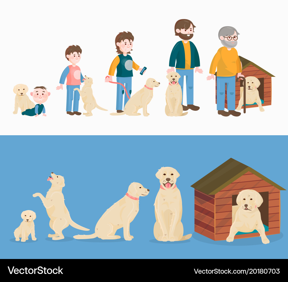 Child growth dog growing and aging concept Vector Image