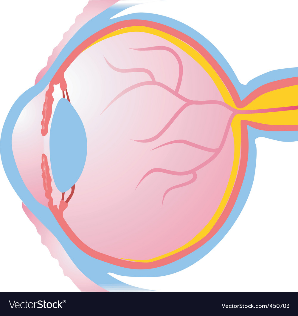 Eye Royalty Free Vector Image - VectorStock