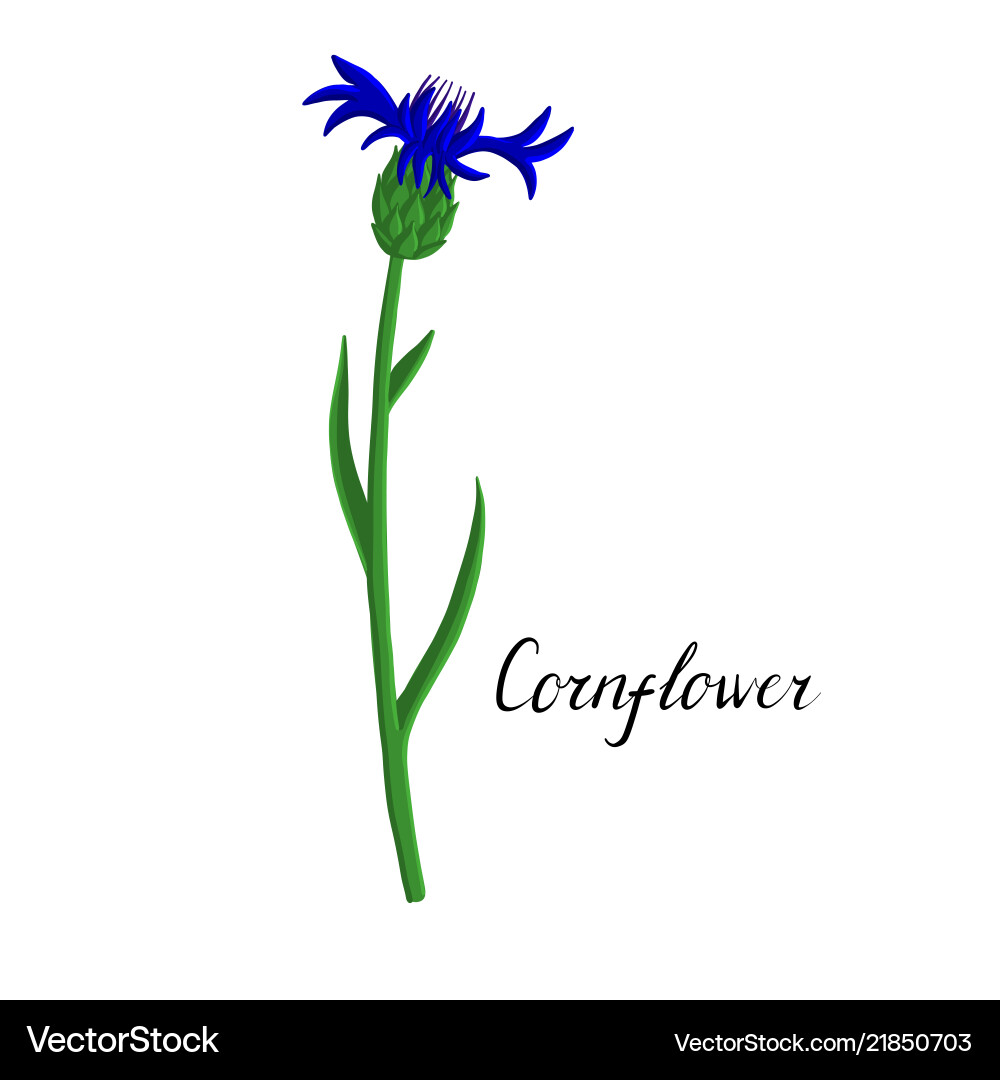 Plant of cornflower Royalty Free Vector Image - VectorStock