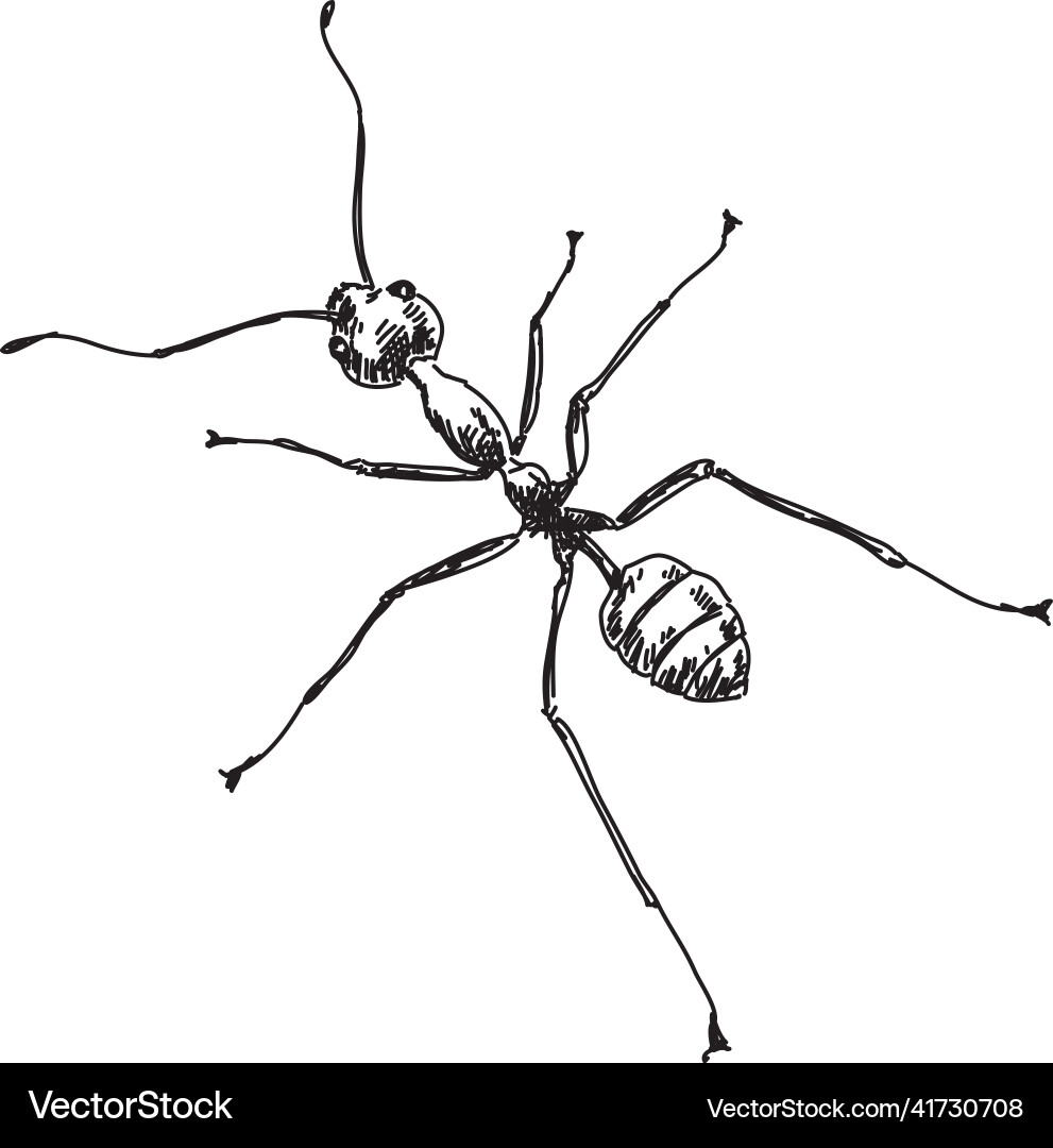 Sketch of ant hand drawn Royalty Free Vector Image