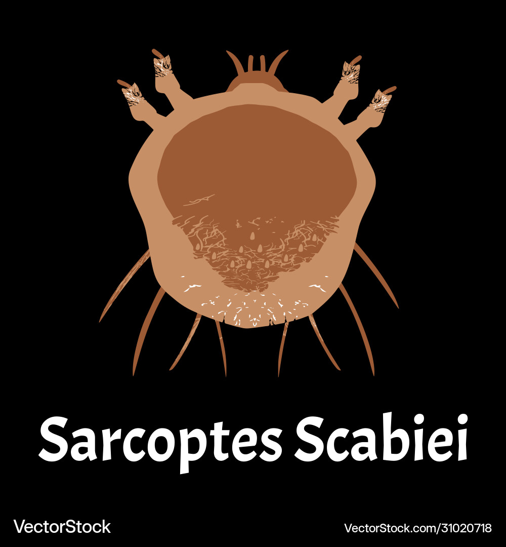Sarcoptes scabiei scabies sexually transmitted Vector Image