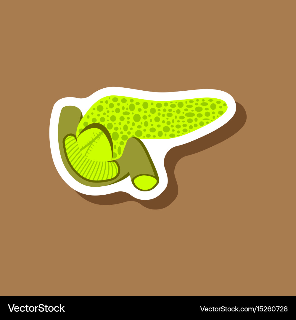 Duodenum and pancreas paper sticker on stylish Vector Image