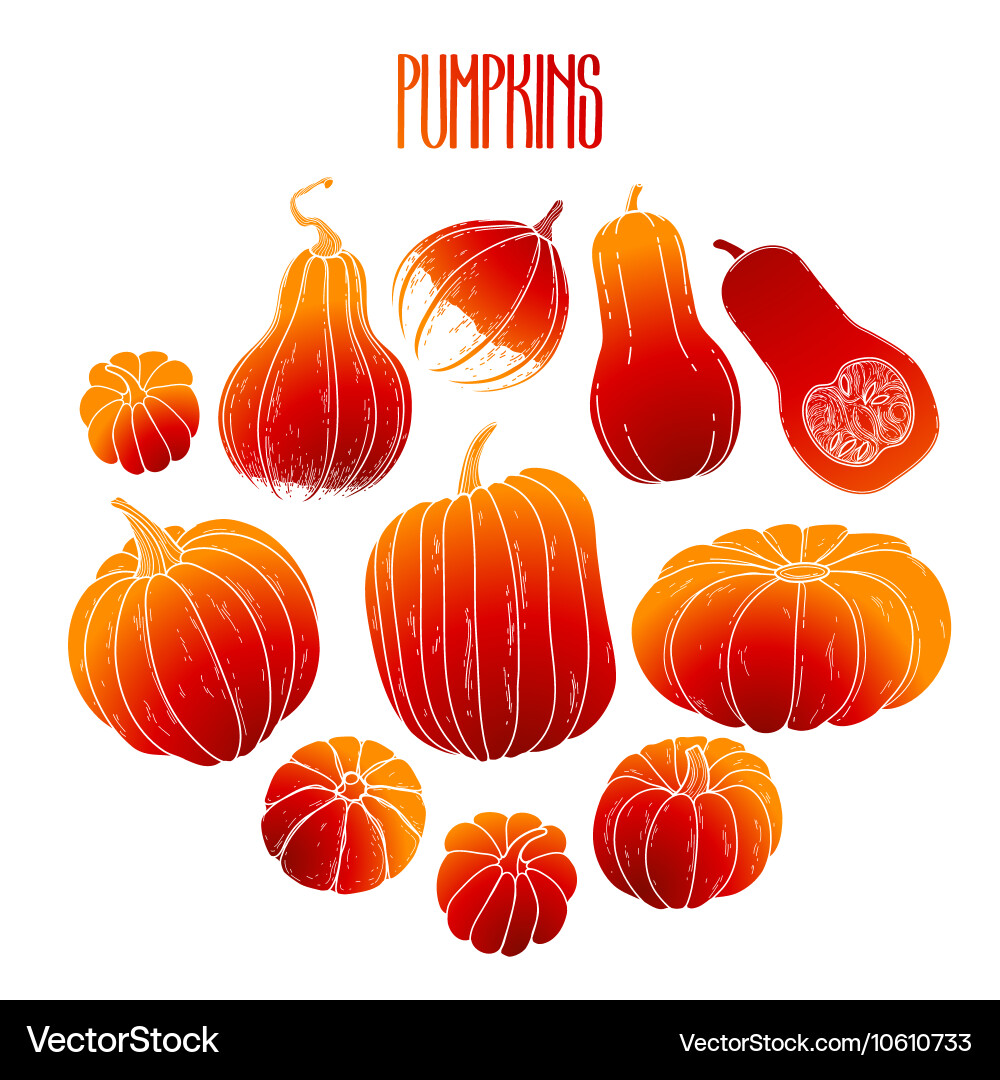 Graphic collection of pumpkins Royalty Free Vector Image