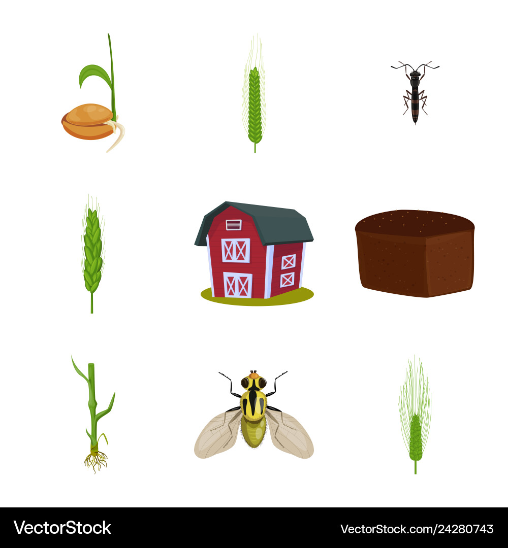 Design of wheat and corn icon set Royalty Free Vector Image