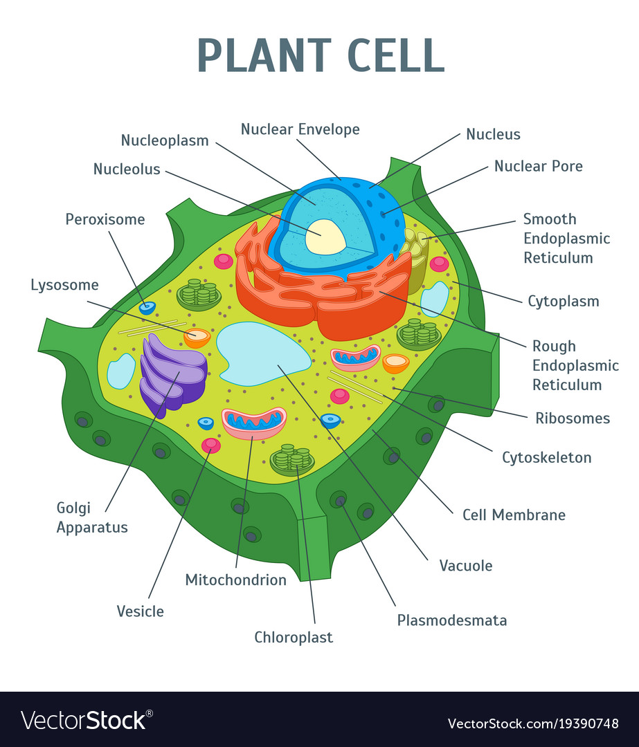 Cartoon Plant Cell Anatomy Banner Card Poster Vector Image