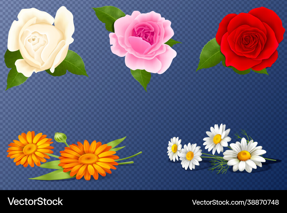 Set with a beautiful roses on transparent Vector Image