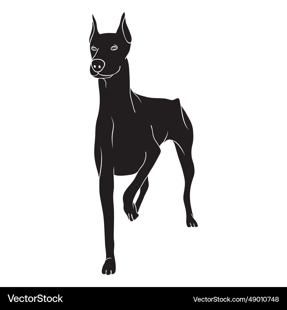 Standing doberman dog black Royalty Free Vector Image