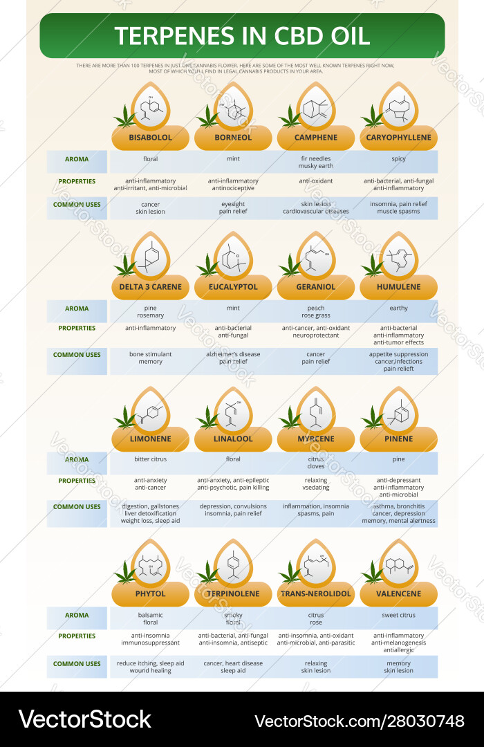 Terpenes in cbd oil vertical textbook infographic Vector Image
