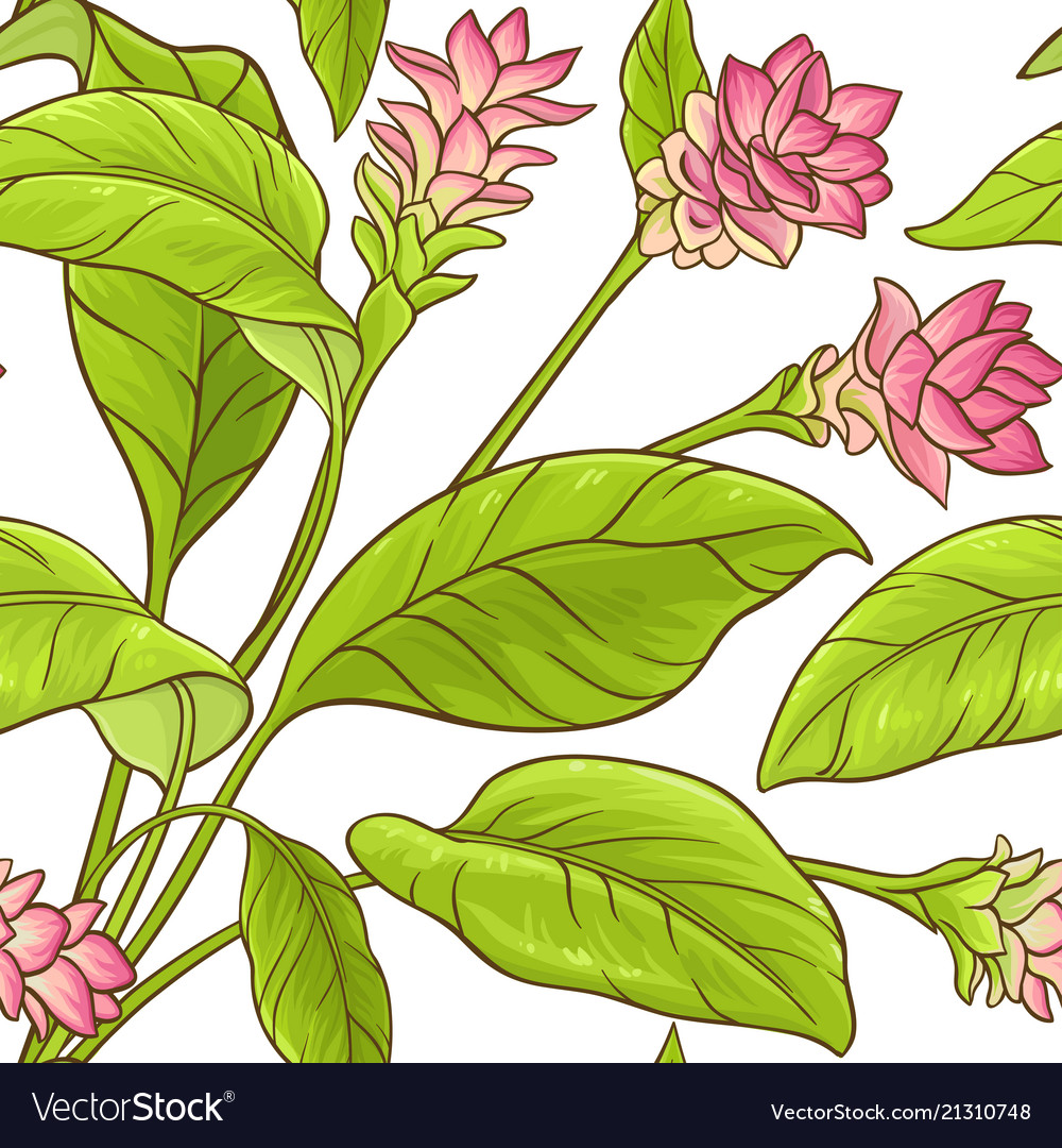 Turmeric pattern Royalty Free Vector Image - VectorStock