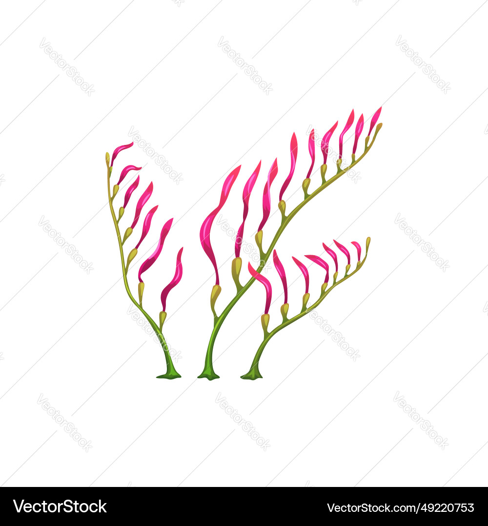 Cartoon underwater macrocystis seaweed algae Vector Image
