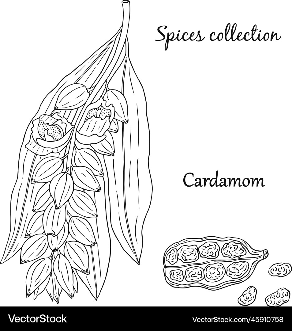 Graphic with cardamom plant Royalty Free Vector Image