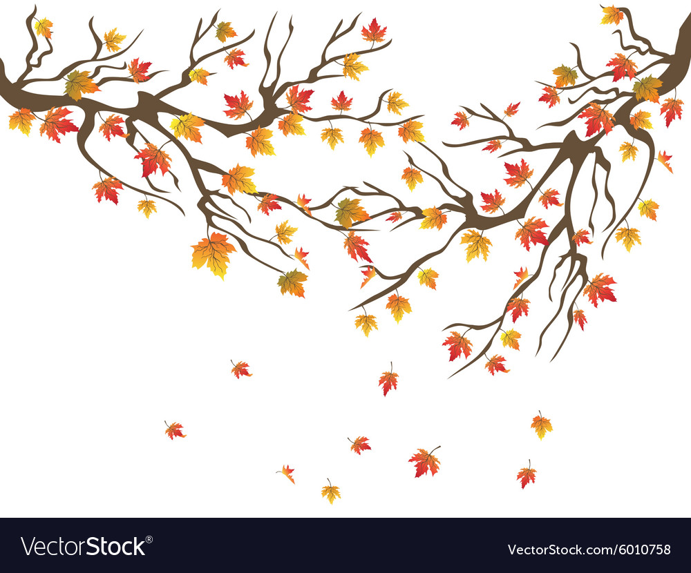 Maples tree falling background Royalty Free Vector Image