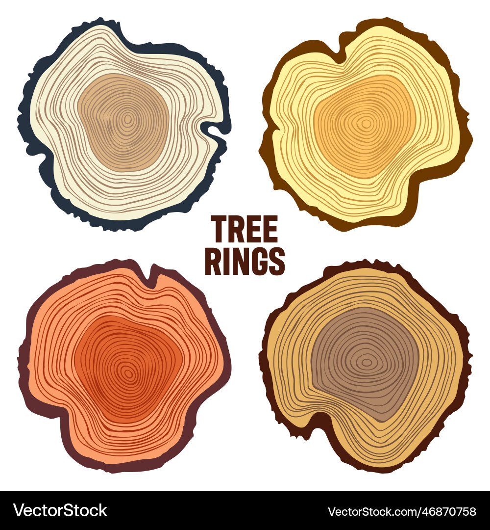 Round colorful tree trunk cuts sawn pine or oak Vector Image