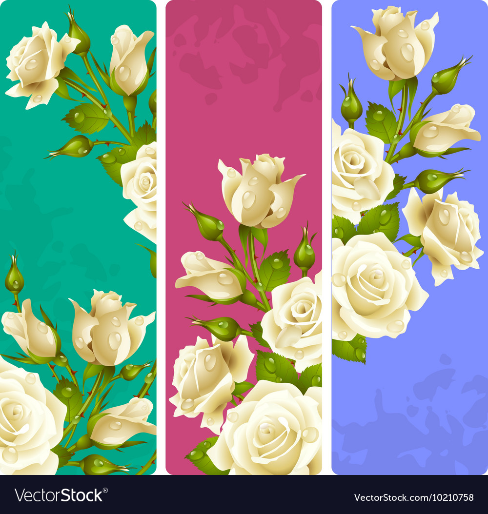 White rose frames set Royalty Free Vector Image