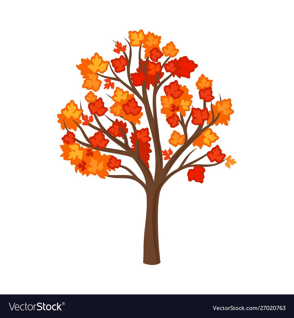 Autumn maple on a white Royalty Free Vector Image