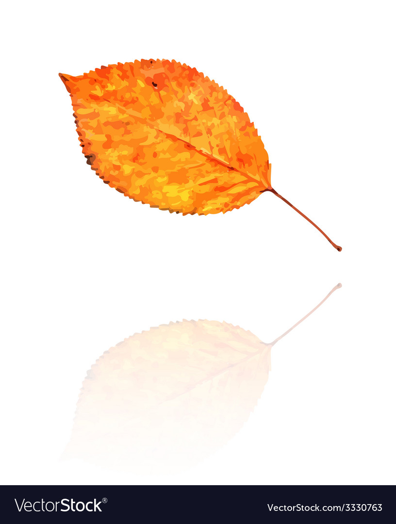 Dry leaf Royalty Free Vector Image - VectorStock