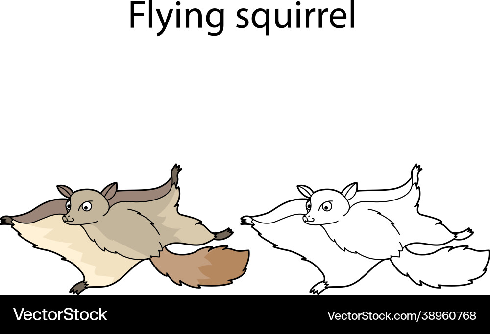 Funny cute animal flying squirrel isolated Vector Image