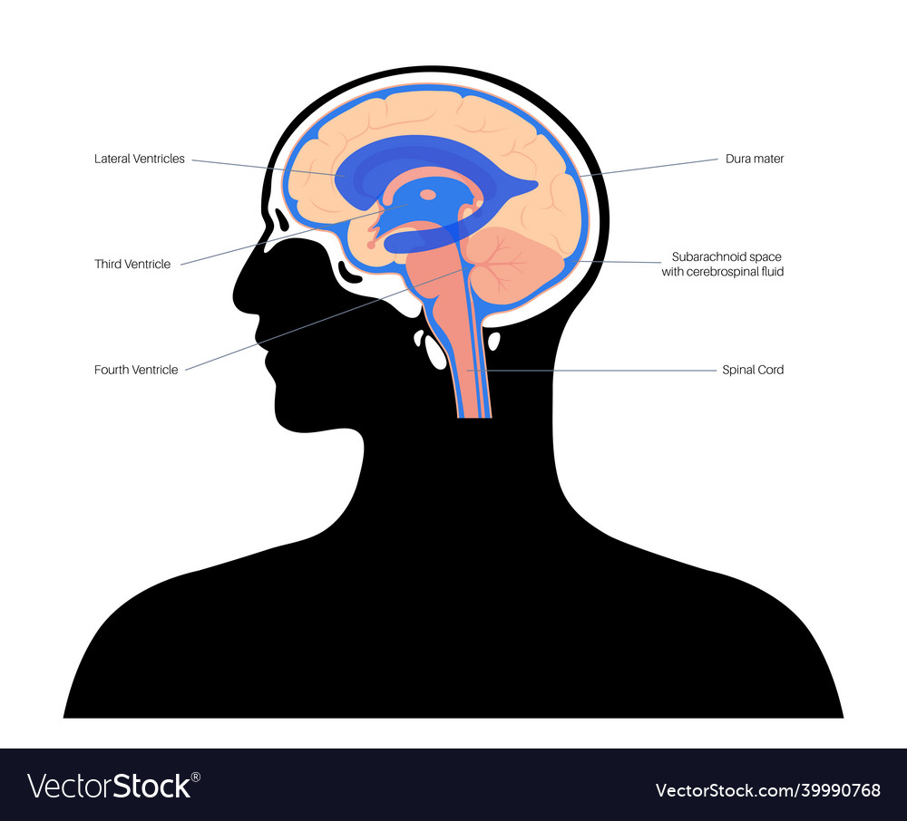 Ventricular system concept Royalty Free Vector Image