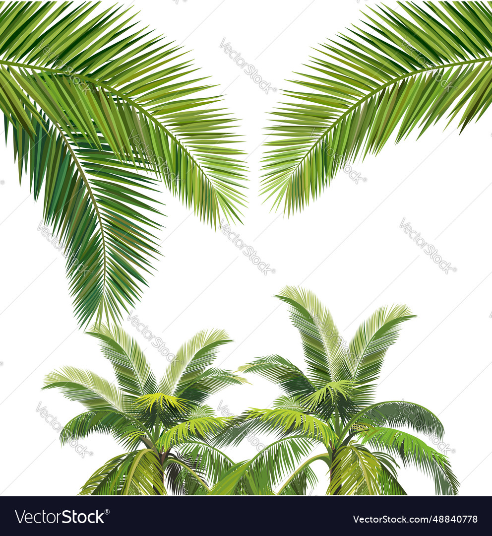 Coconut tree Royalty Free Vector Image - VectorStock