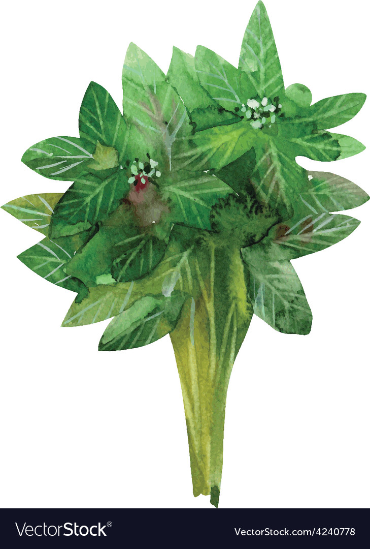 Green basil Royalty Free Vector Image - VectorStock