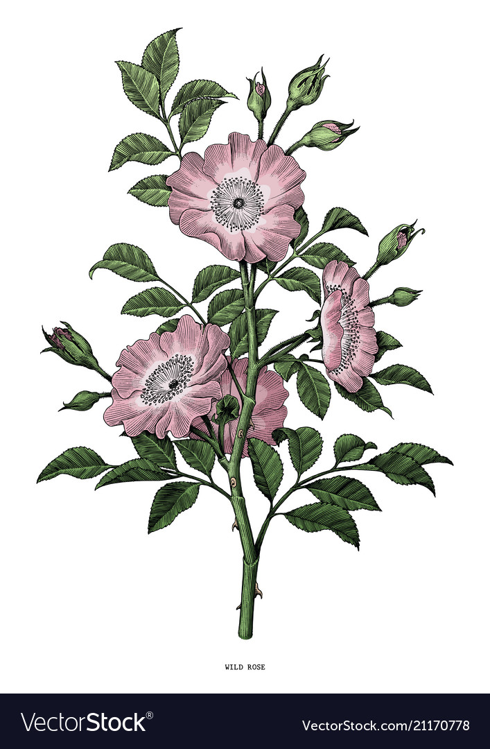 Wild rose hand drawing vintage clip art isolated Vector Image