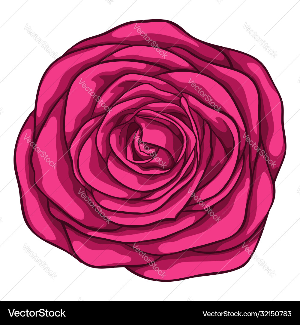 Beautiful red rose isolated on white background Vector Image