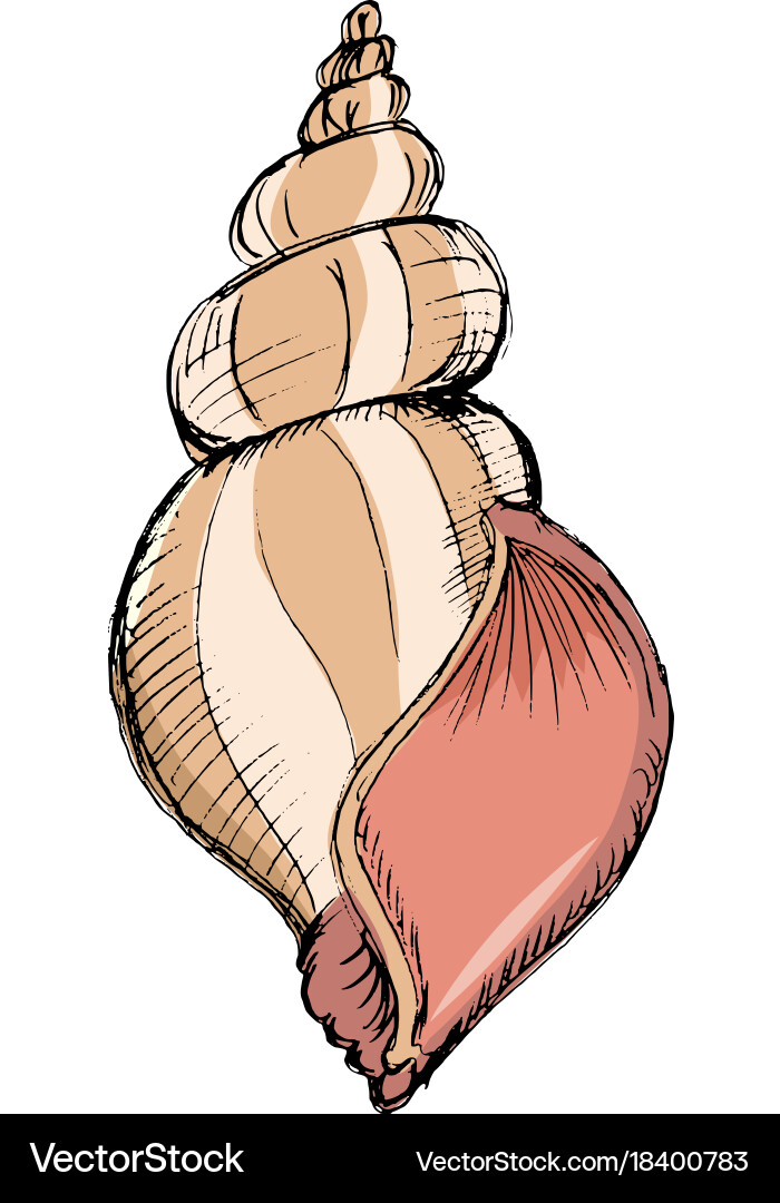 Sketch of sea shell Royalty Free Vector Image - VectorStock