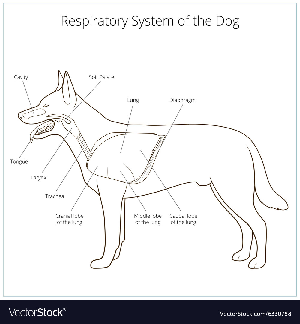 Respiratory system dog Royalty Free Vector Image Respiratory system dog Royalty Free Vector Image